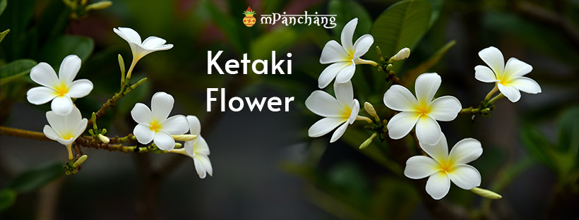 Ketaki Flower: Why Ketaki Flower is Not Offered to Lord Shiva